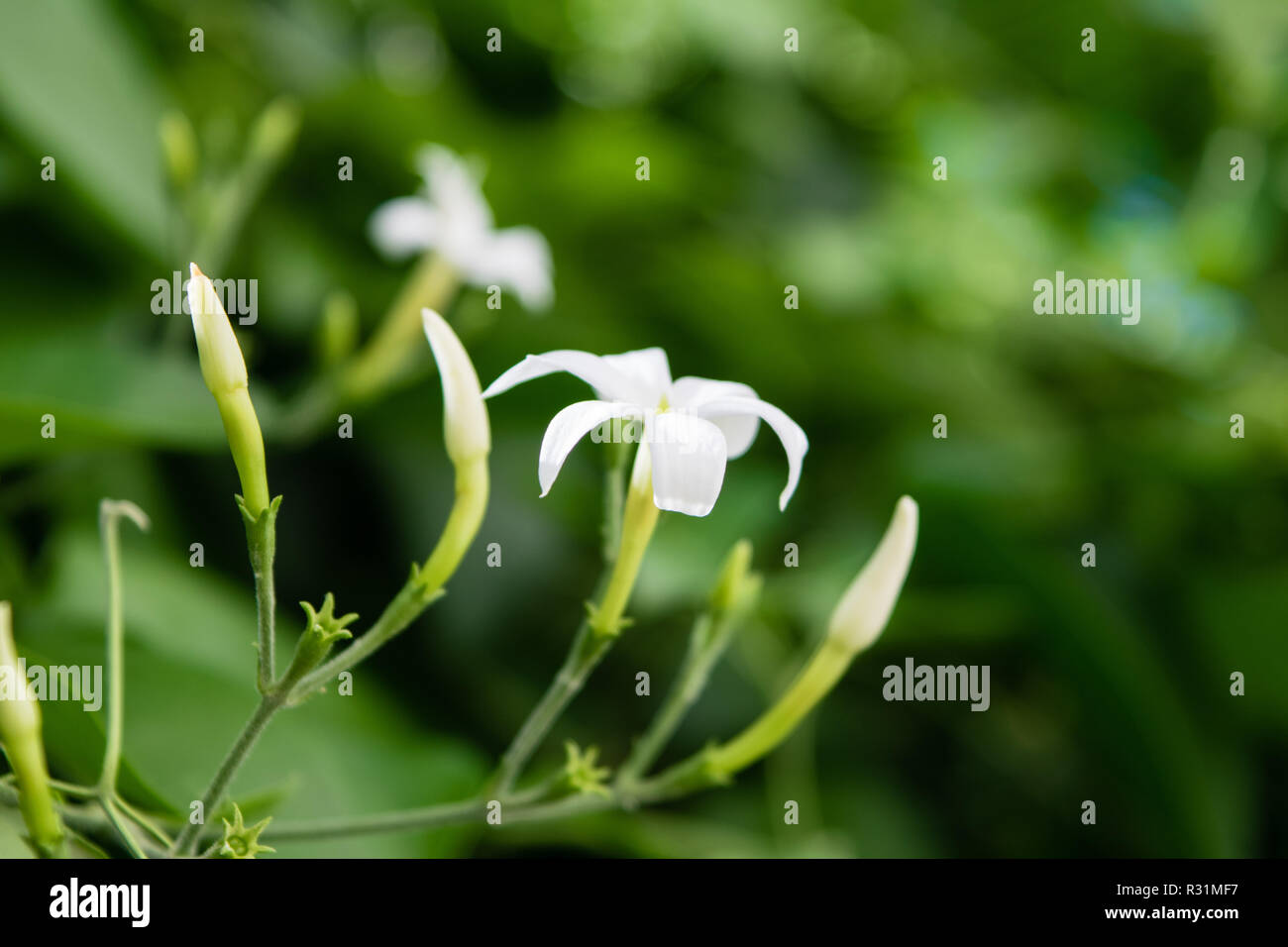 Azores Jasmine (Jasminum azoricum) flower in garden, blooming jasmine ...