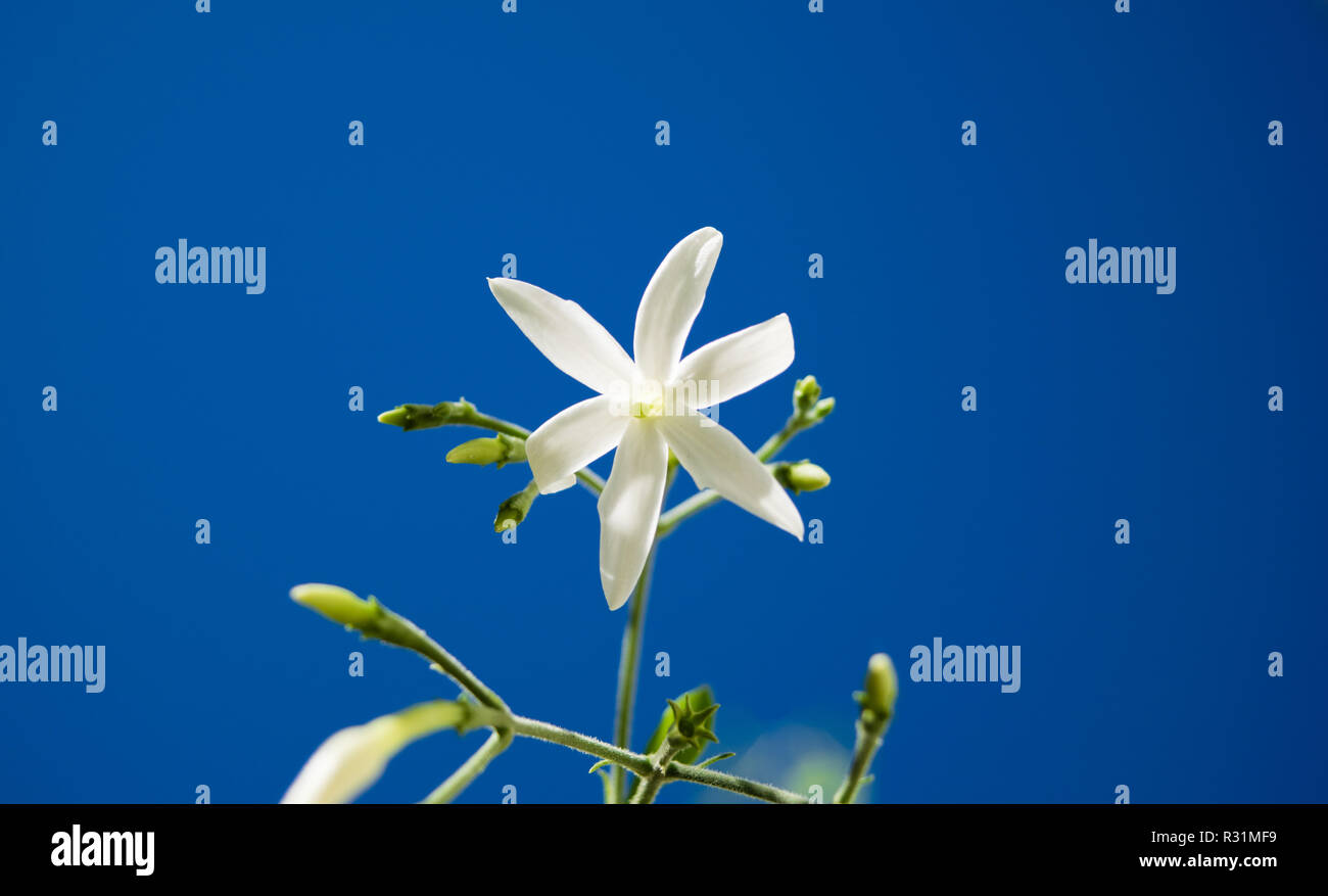 Azores Jasmine (Jasminum azoricum) flower in garden, blooming jasmine ...