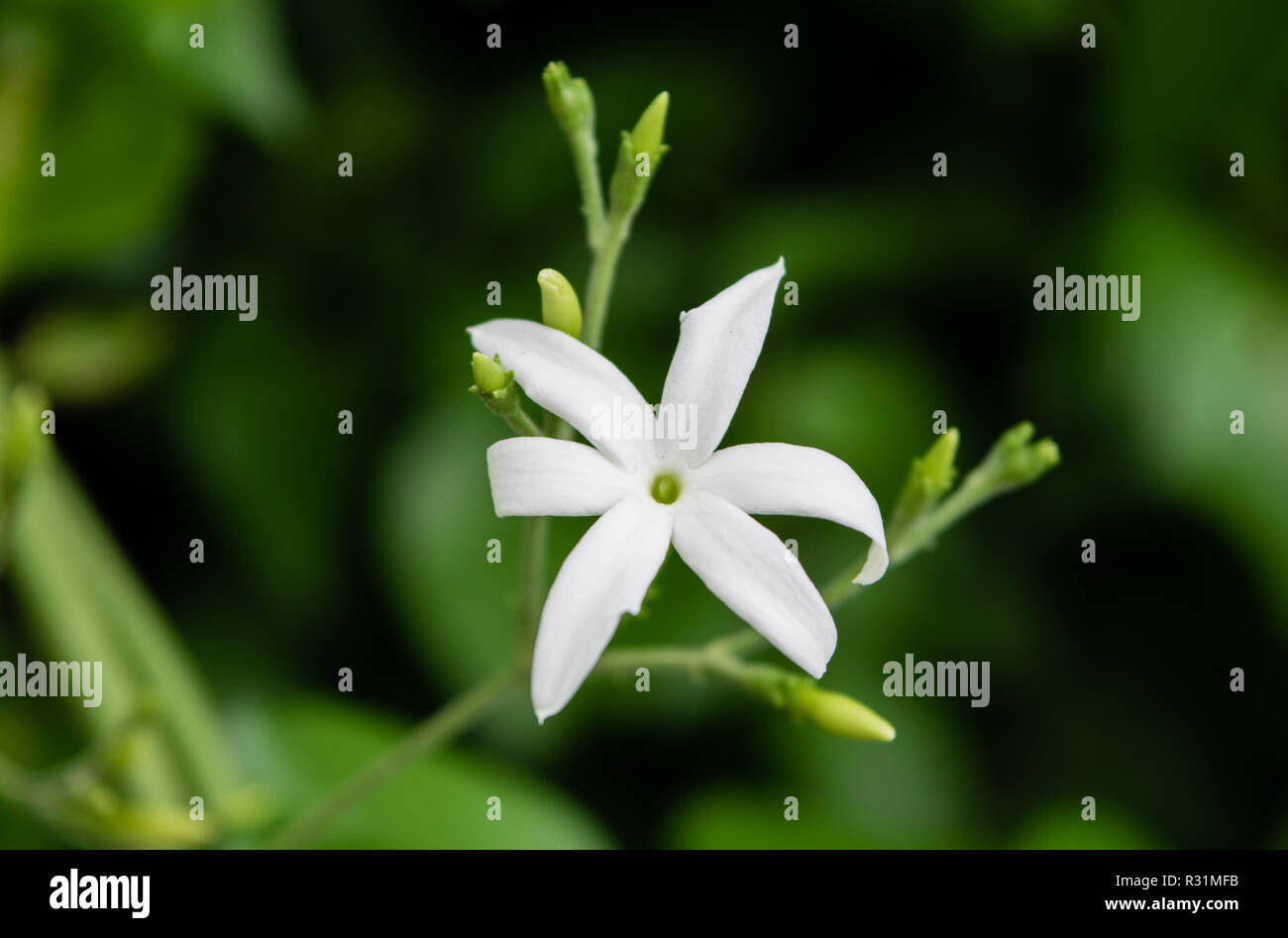 Azores Jasmine (Jasminum azoricum) flower in garden, blooming jasmine ...