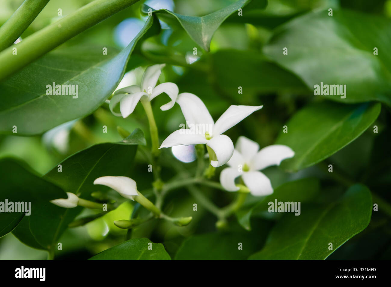 Azores Jasmine (Jasminum azoricum) flower in garden, blooming jasmine ...