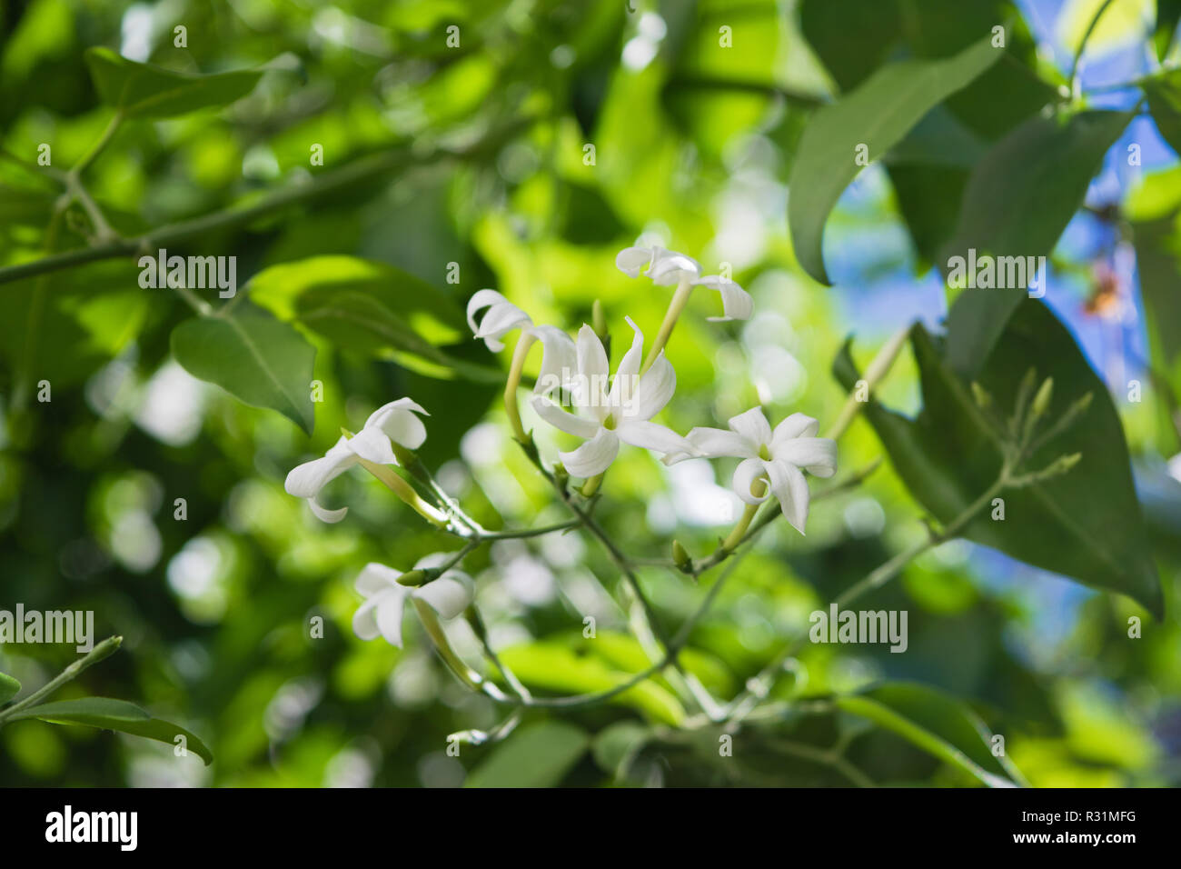 Azores Jasmine (Jasminum azoricum) flower in garden, blooming jasmine ...