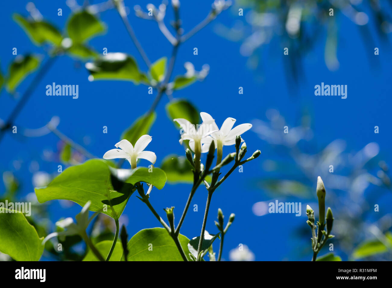 Azores Jasmine (Jasminum azoricum) flower in garden, blooming jasmine ...