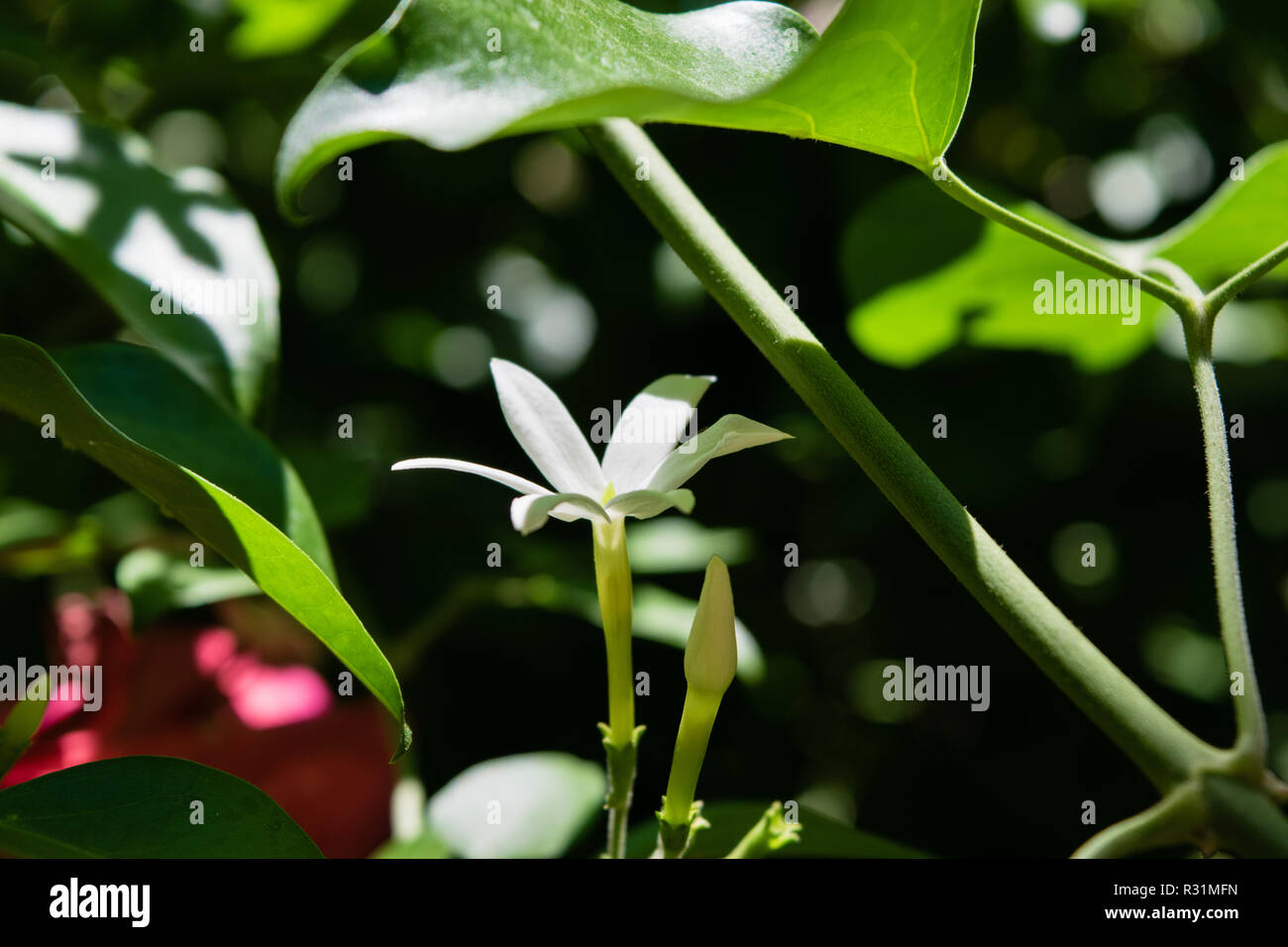 Azores Jasmine (Jasminum azoricum) flower in garden, blooming jasmine ...