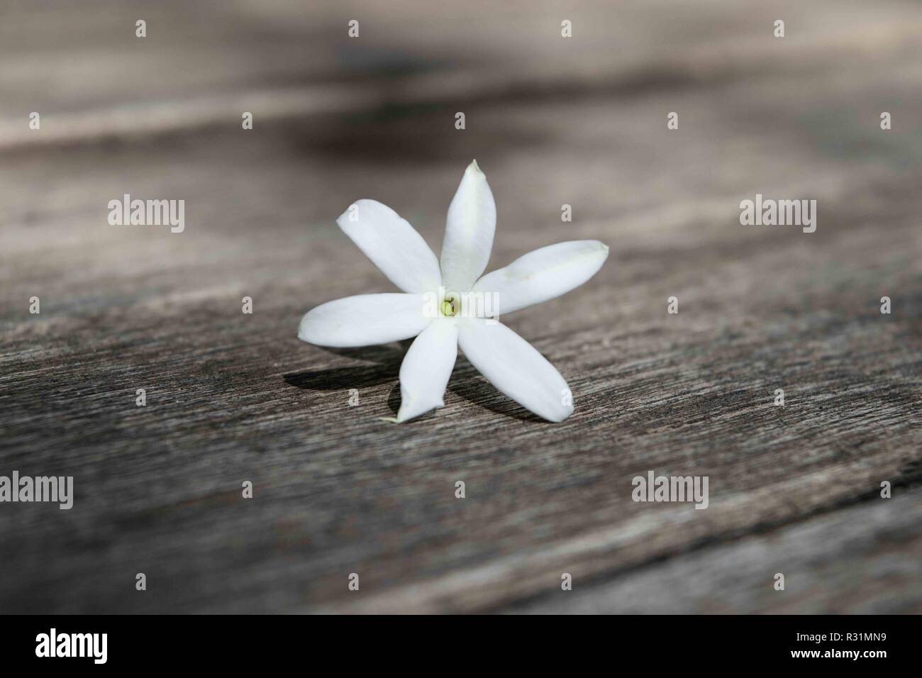 Azores Jasmine (Jasminum azoricum) flower on the wooden table Stock ...