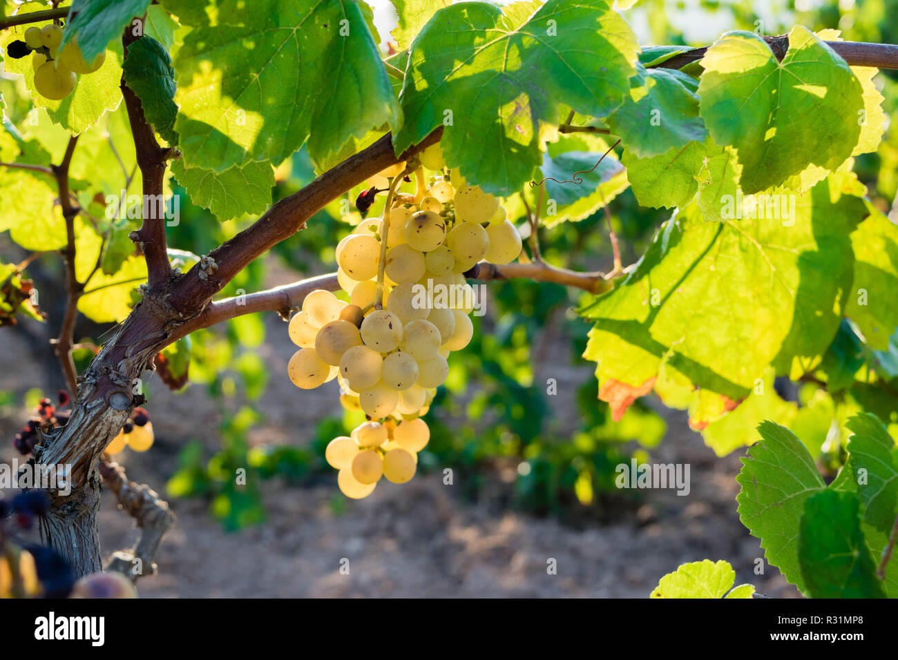 Bunch of Golden grapes hanging on vine stock at wine yard, vinery in ...