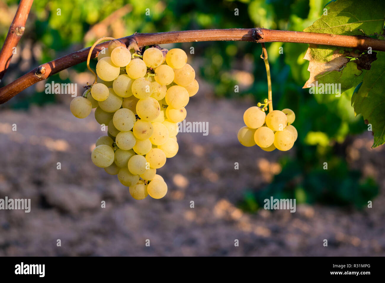 Bunch of Golden grapes hanging on vine stock at wine yard, vinery in ...