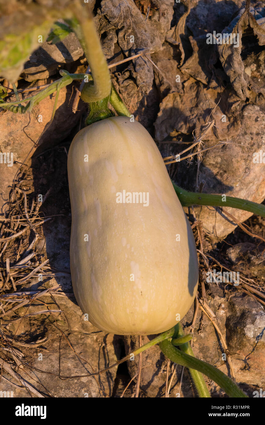 Summer marrow vegetable growing in the spanish garden, Spain Stock ...