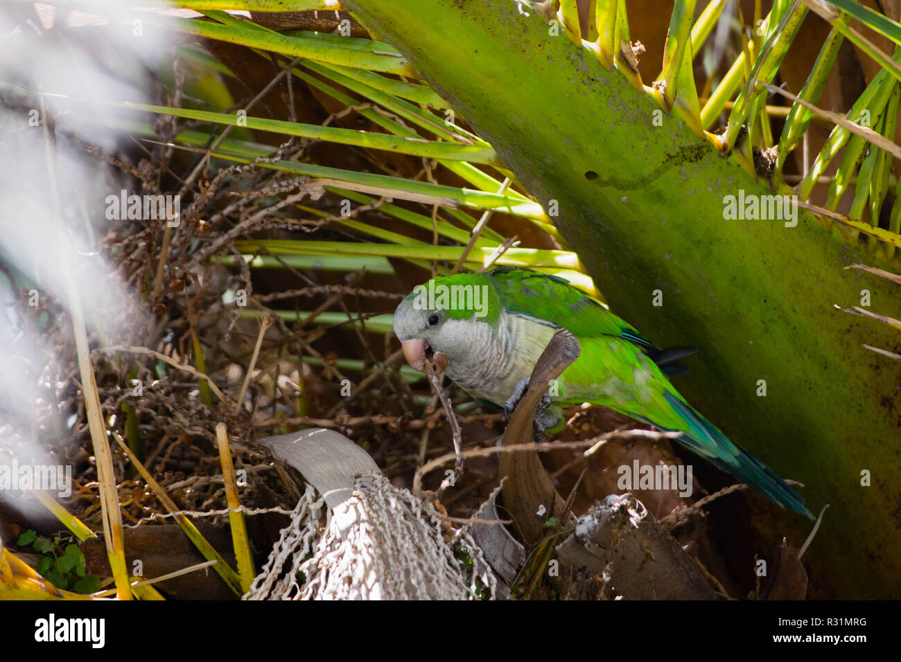 Green wild parrot building a nest on the palm tree, Barcelona spain ...