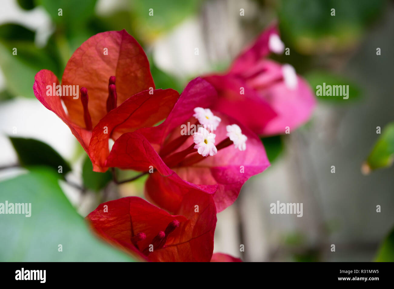 Bougainvillea Spanish pink flower, Spain Stock Photo - Alamy
