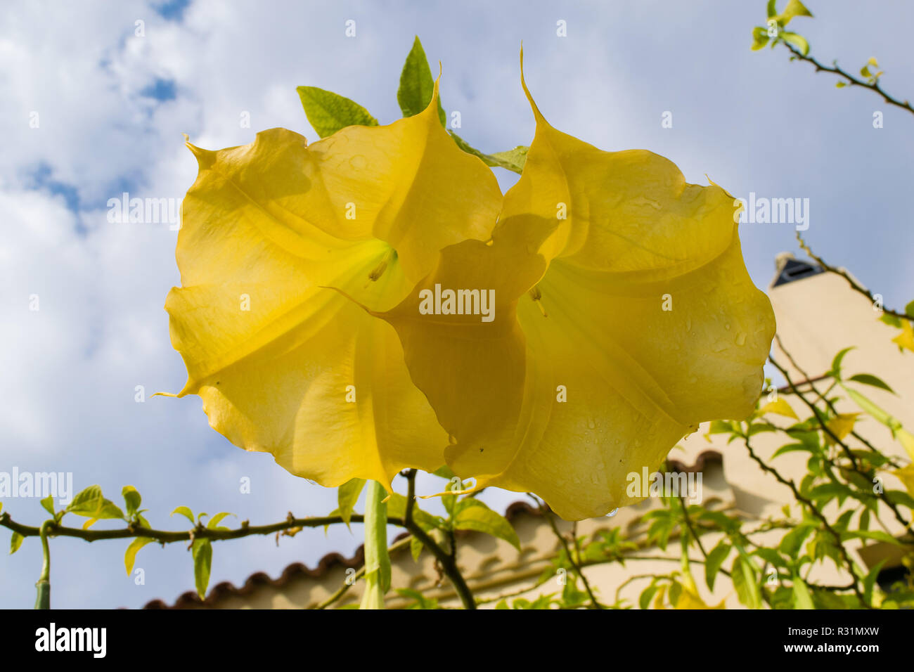 Angel trumpet flower hi-res stock photography and images - Alamy