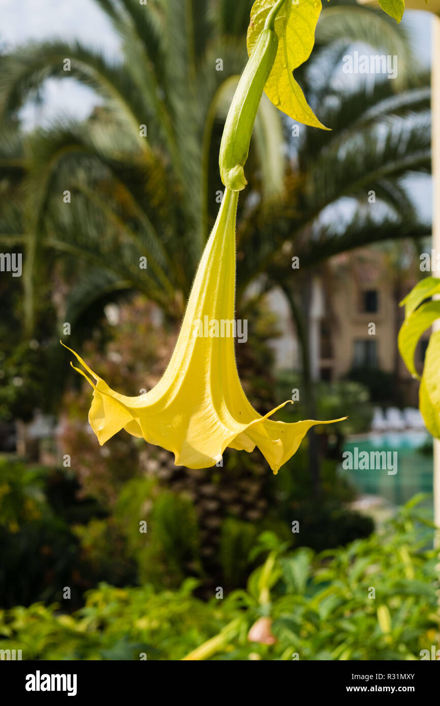 Angel trumpet flower hi-res stock photography and images - Alamy
