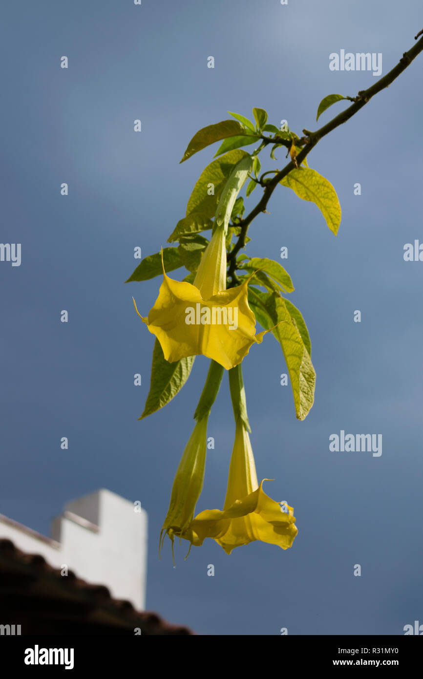 Yellow angel trumpet in bloom hi-res stock photography and images - Alamy