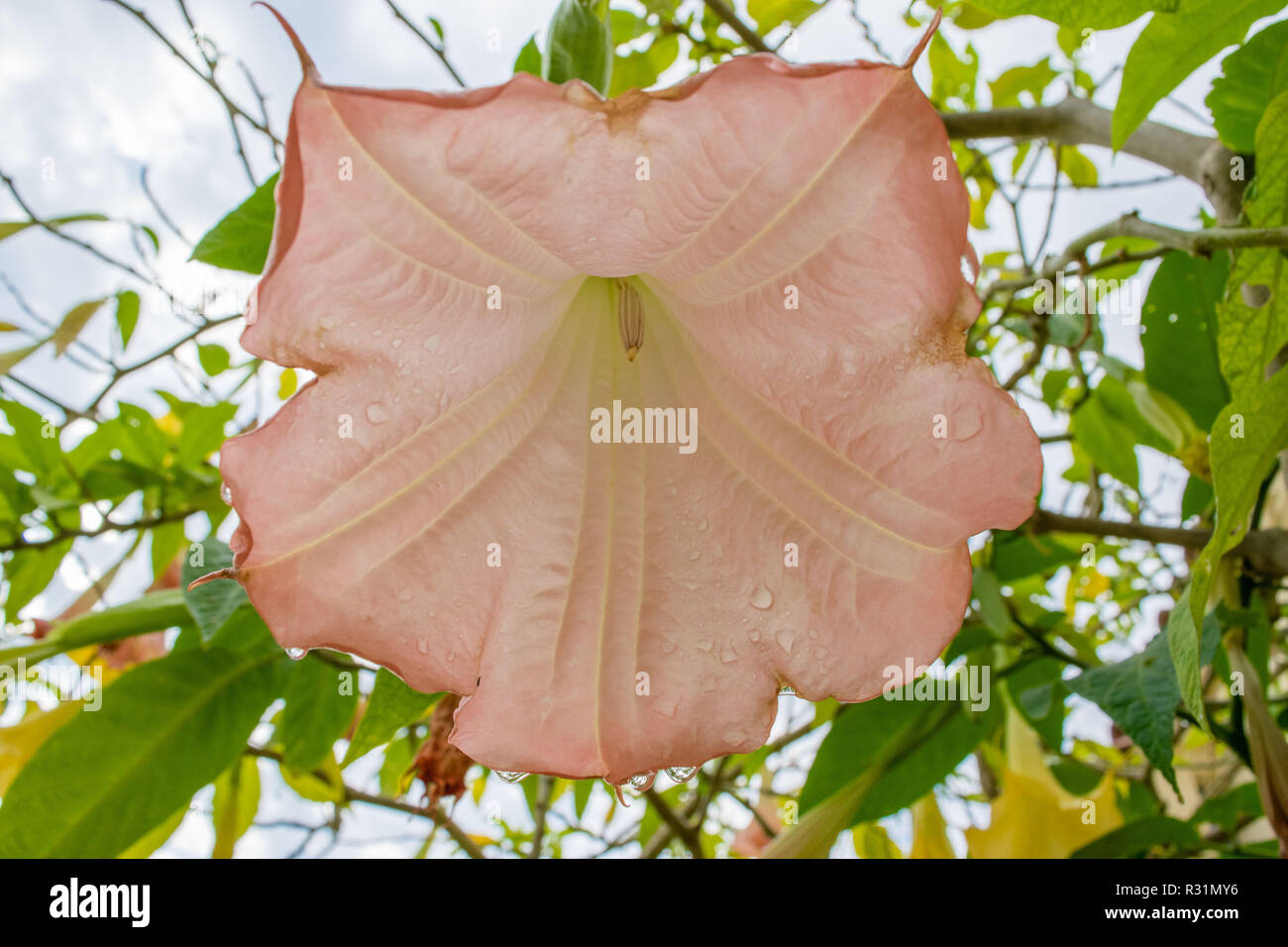 Pink angel trumpet flower in full bloom Stock Photo - Alamy