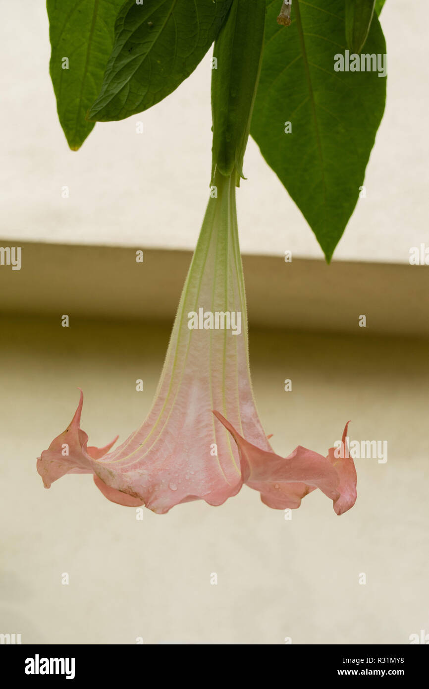 Pink angel hi-res stock photography and images - Alamy