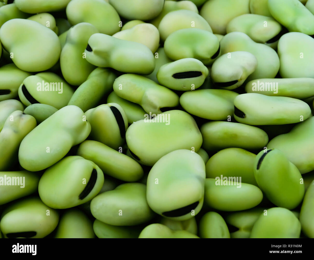 Freshly prepared podded broad beans on the white plate, isolated white ...