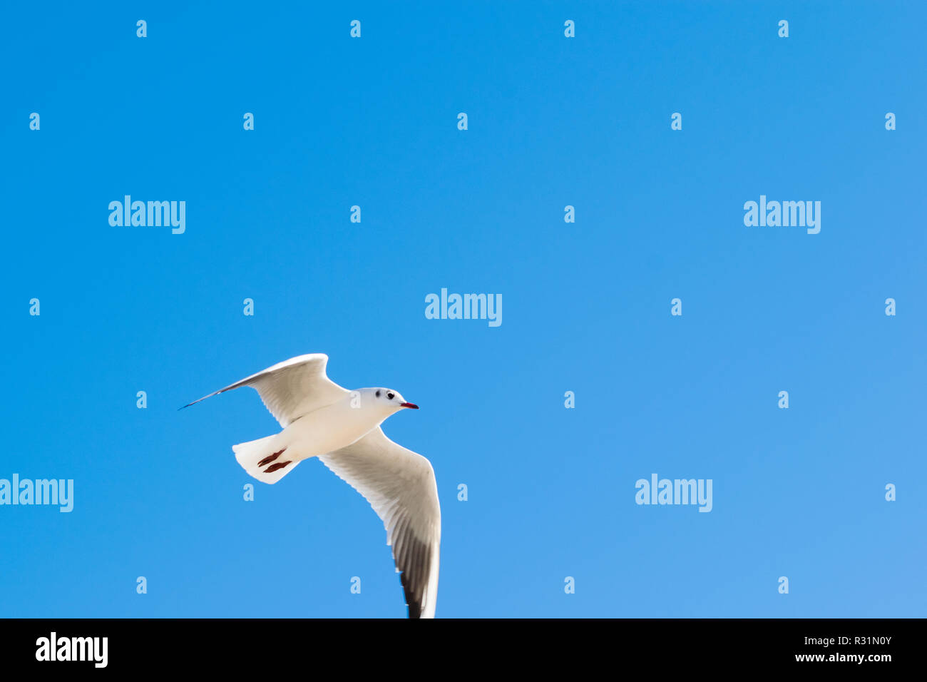 High up in the blue sky hi-res stock photography and images - Alamy