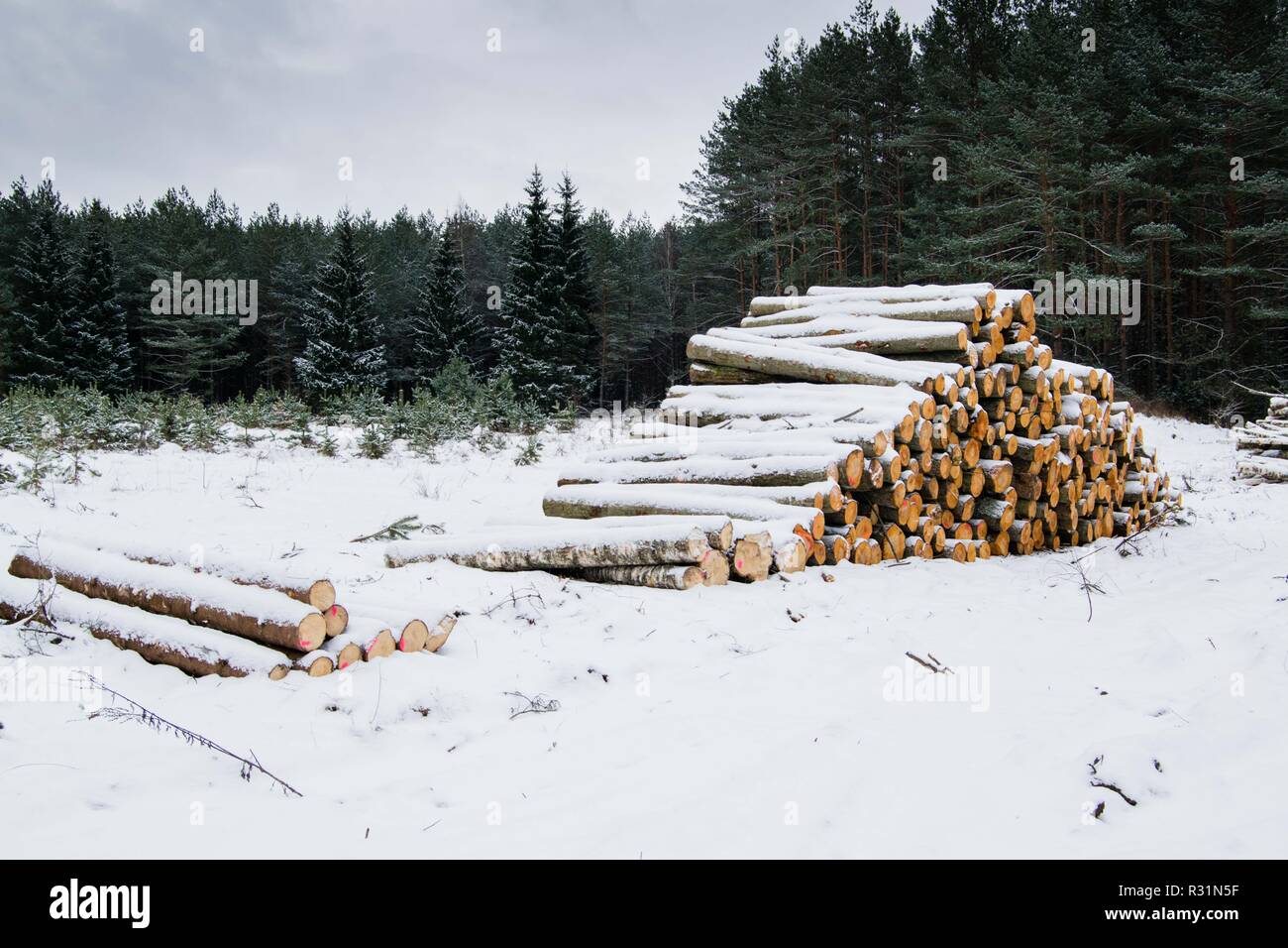 Pile of cut logs covered with snow in a forest hi-res stock photography ...