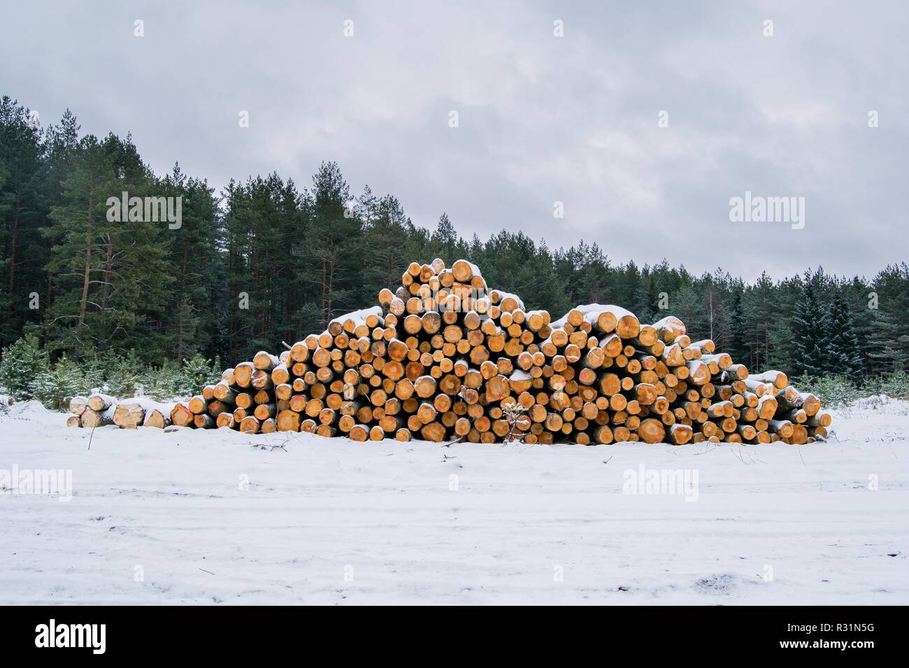 Pile of cut logs covered with snow in a forest hi-res stock photography ...