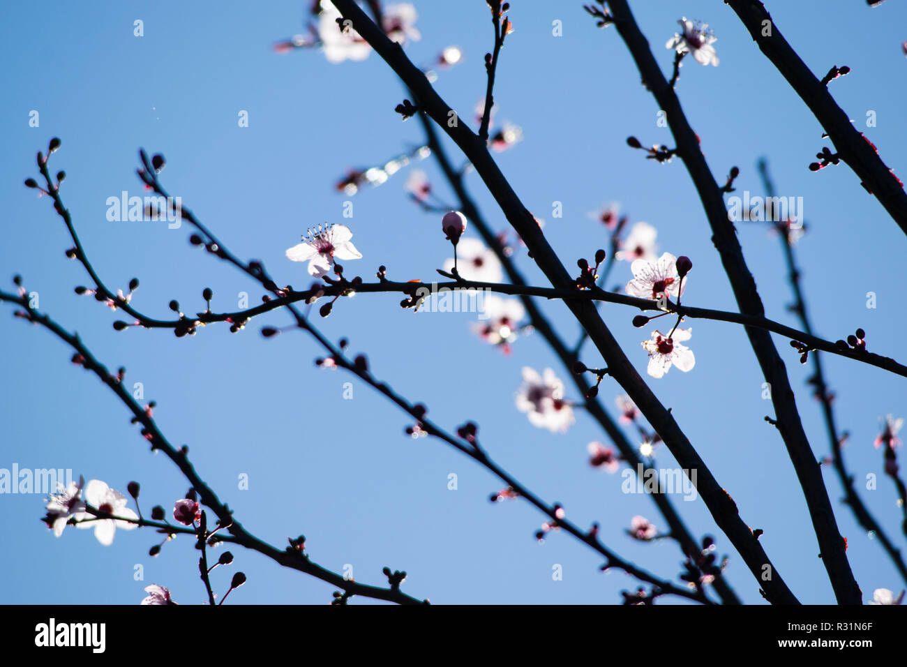 Cherry plum tree bloom. Branch of a purple leaf plum tree (Prunus ...