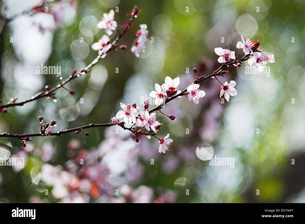 Cherry plum tree bloom. Branch of a purple leaf plum tree (Prunus ...