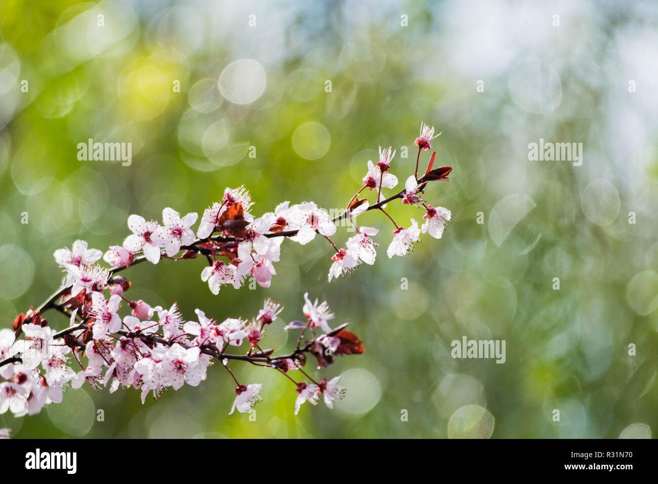 Cherry plum tree bloom. Branch of a purple leaf plum tree (Prunus ...