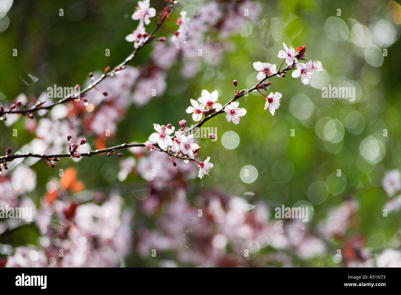 Cherry plum tree bloom. Branch of a purple leaf plum tree (Prunus ...