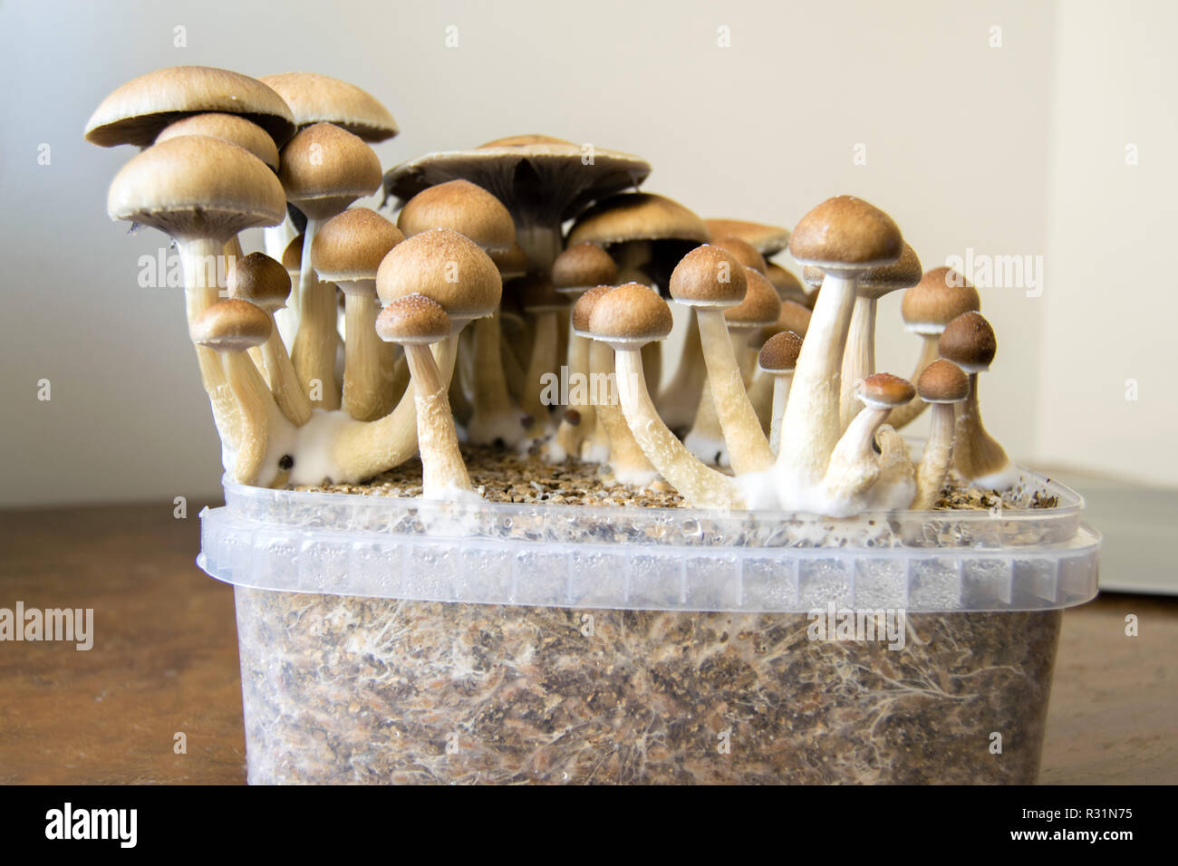 Psychedelic magic mushrooms growing at home, cultivation of psilocybin ...