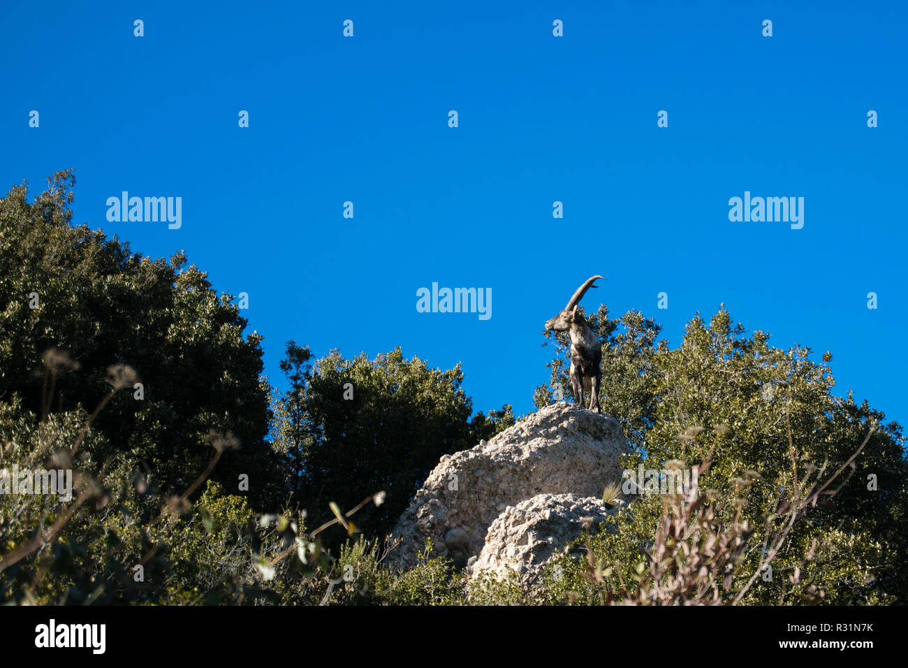 Wild goat among vegetation in Montserrat mountains Stock Photo - Alamy