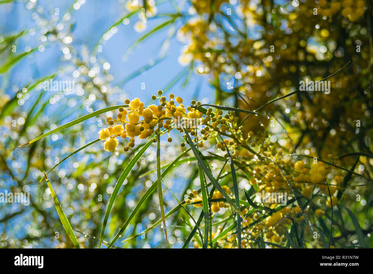 Australian acacia pycnantha hi-res stock photography and images - Alamy