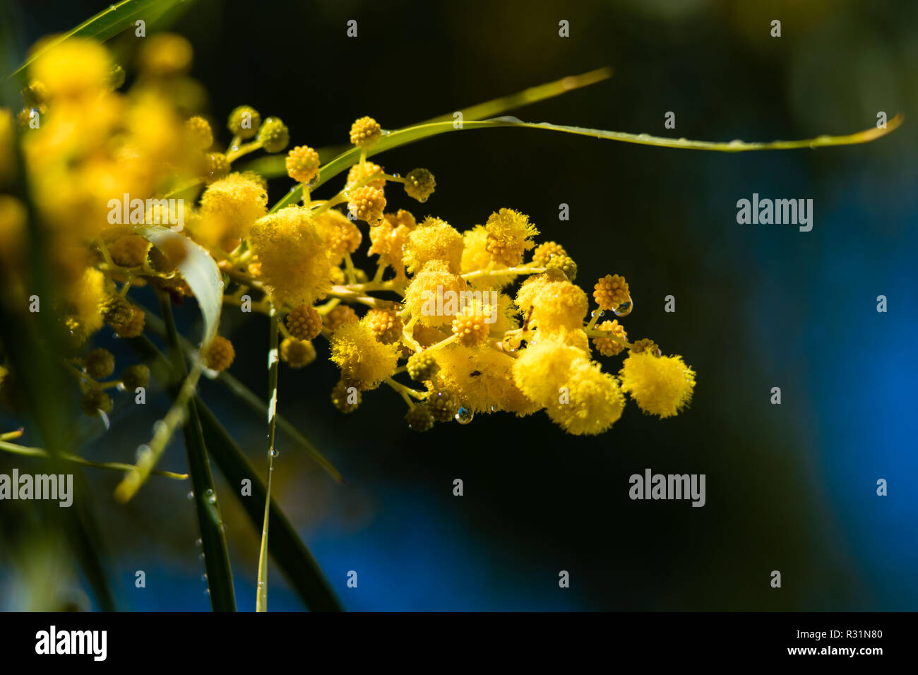Mimosa or golden wattle tree acacia saligna in flower hi-res stock ...