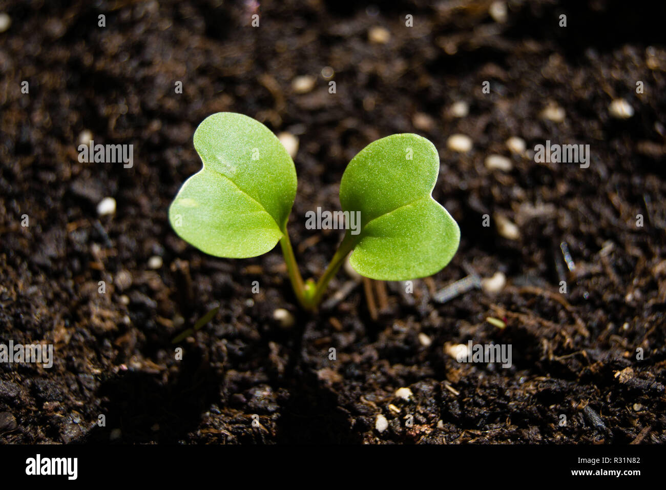 Radish sprout growing from the ground, spring plant Stock Photo - Alamy