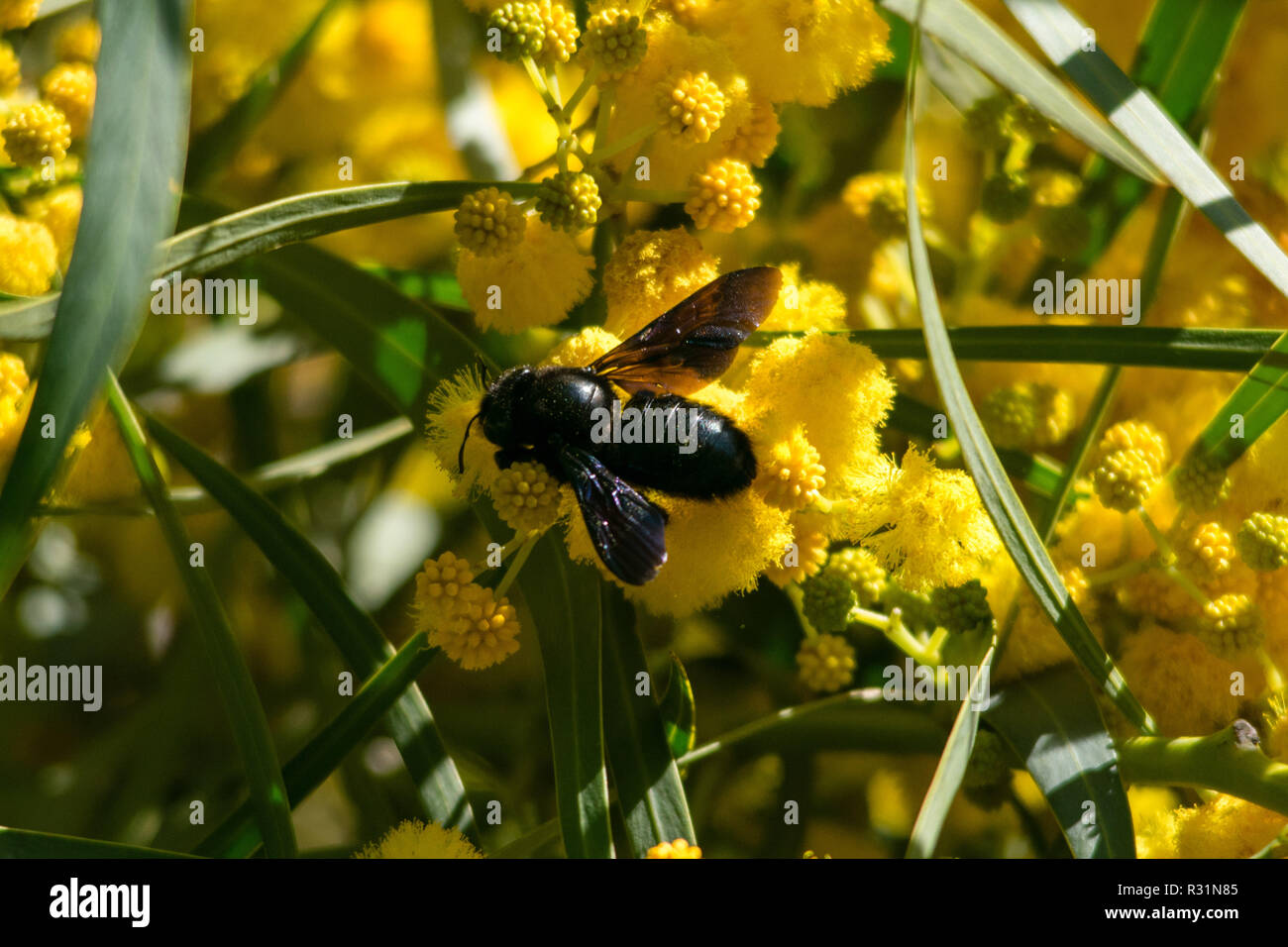 Bee on wattle hi-res stock photography and images - Alamy