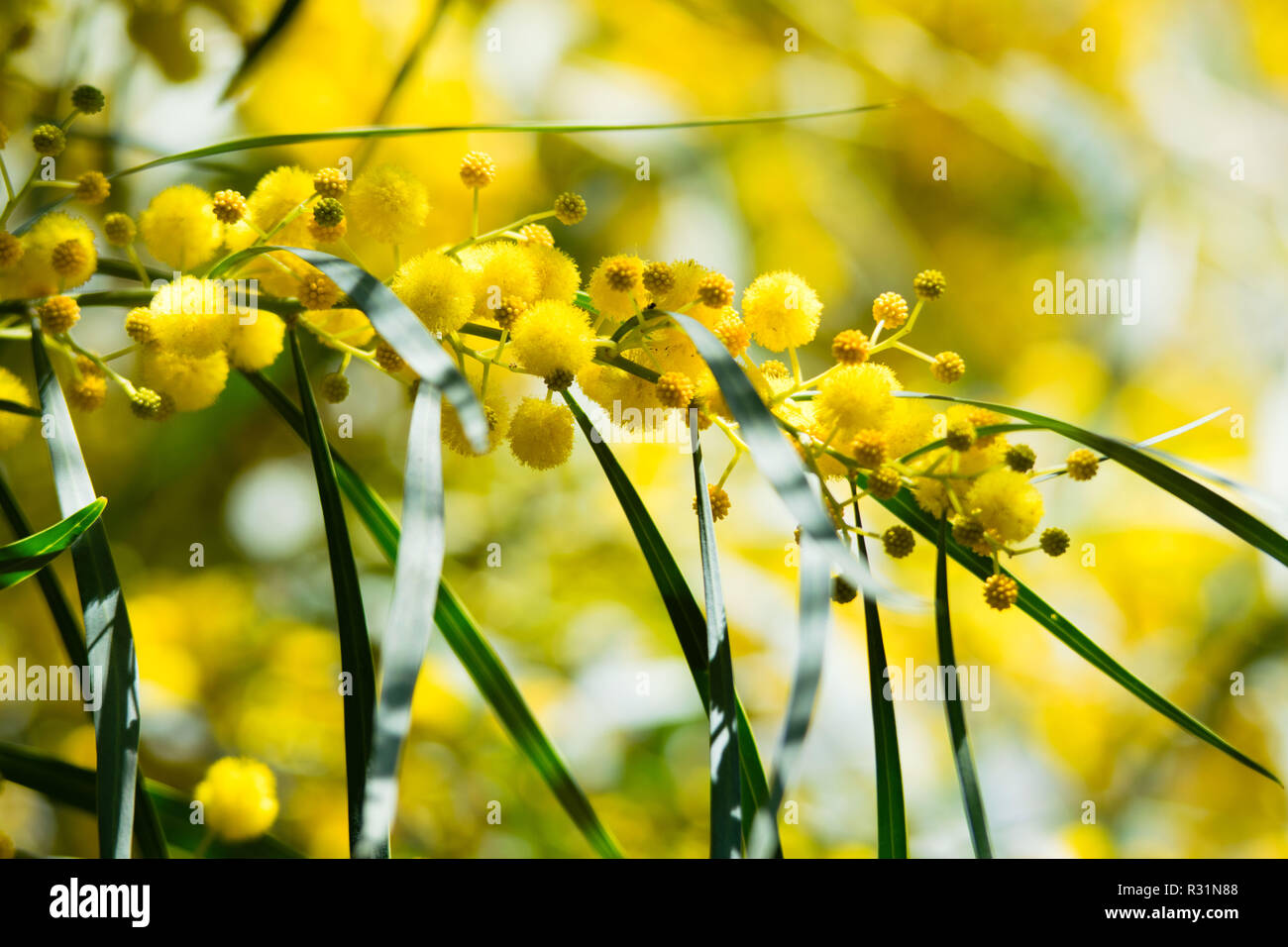Acacia pycnantha hi-res stock photography and images - Alamy