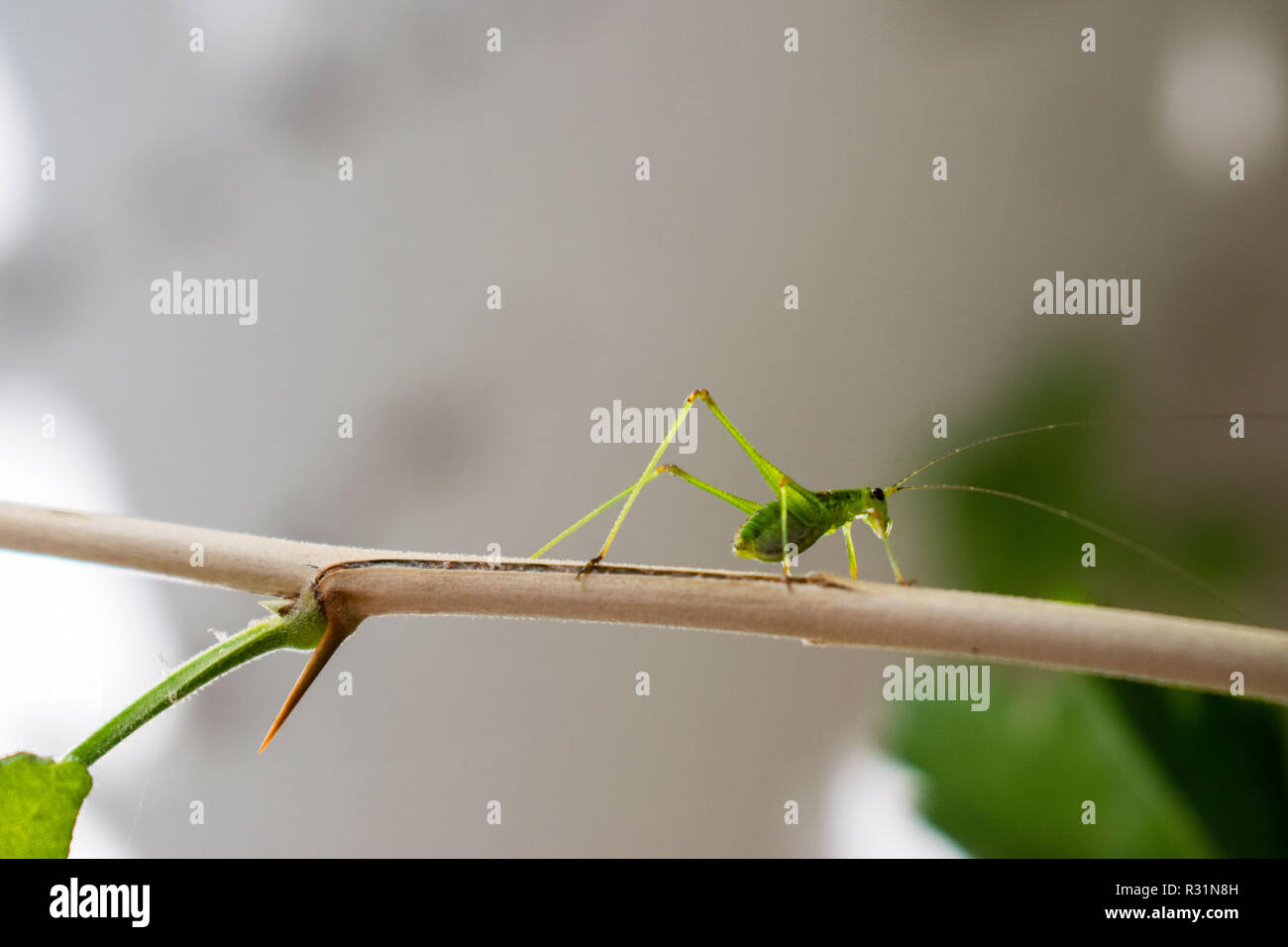 Tuscany, big green locust, tettigonia viridissima on the plant Stock ...