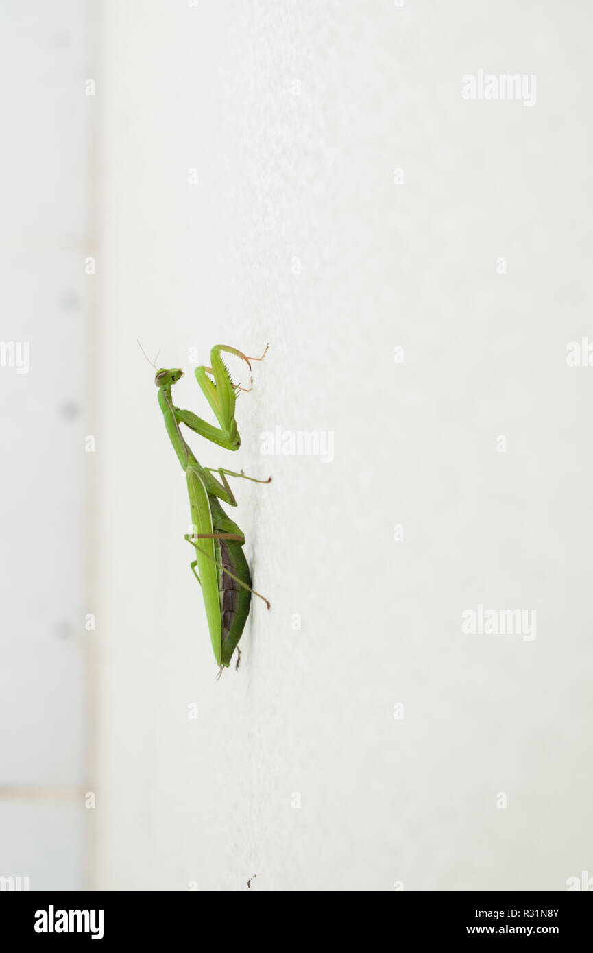 Praying mantis, green mantis religiosa on a white wall Stock Photo - Alamy