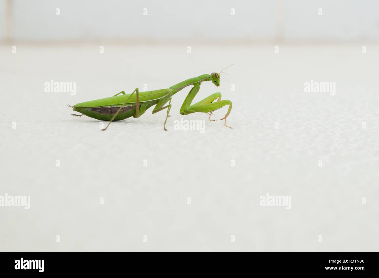 Praying mantis, green mantis religiosa on a white wall Stock Photo - Alamy