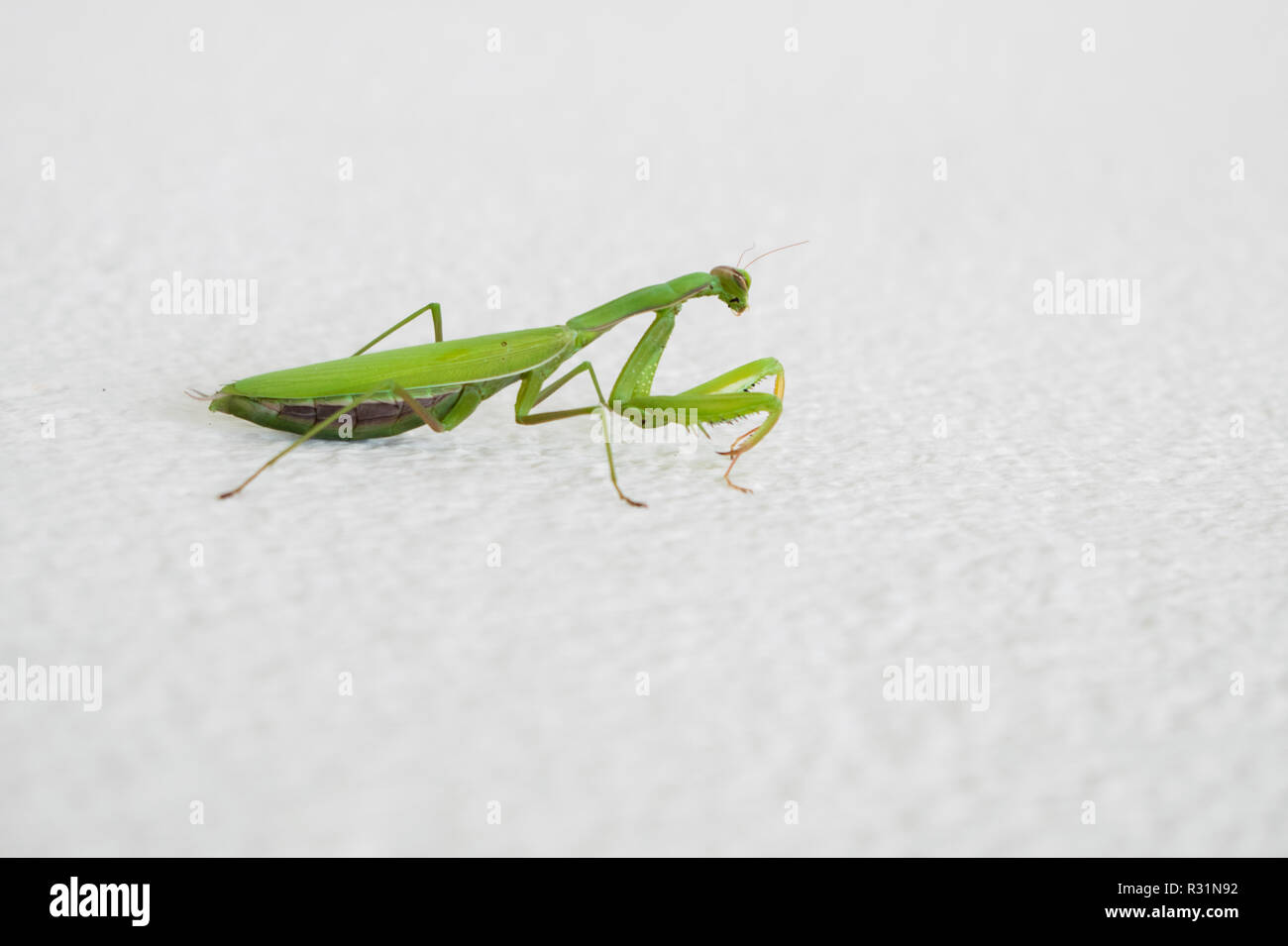 Praying mantis, green mantis religiosa on a white wall Stock Photo - Alamy