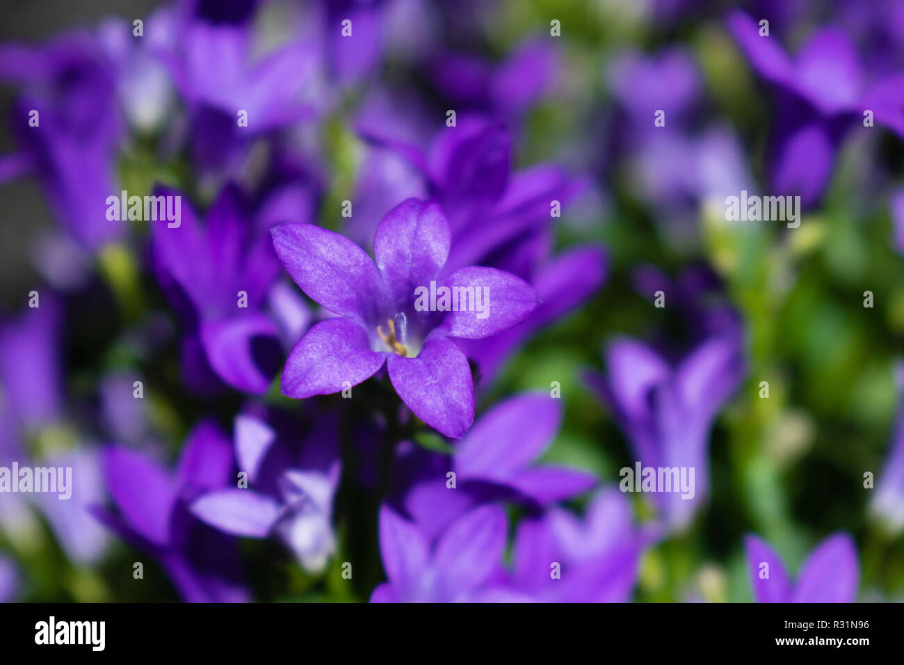 Campanula flower blossom close up. Purple bellflower in garden ...