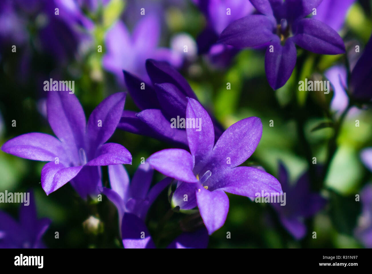 Campanula flower blossom close up. Purple bellflower in garden ...