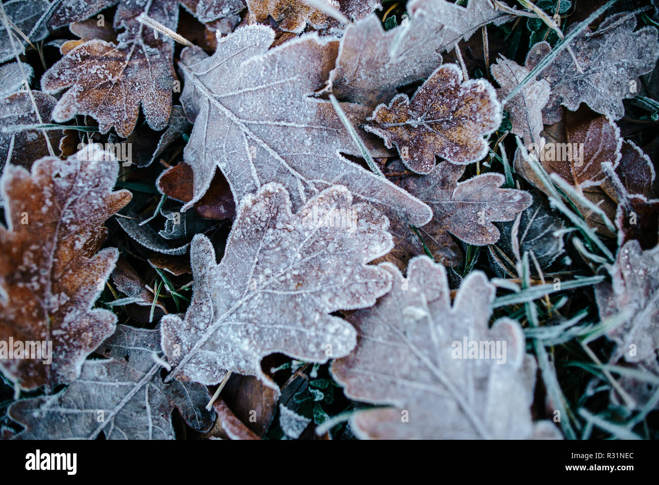 photo of frozen oak leaves on ground Stock Photo - Alamy
