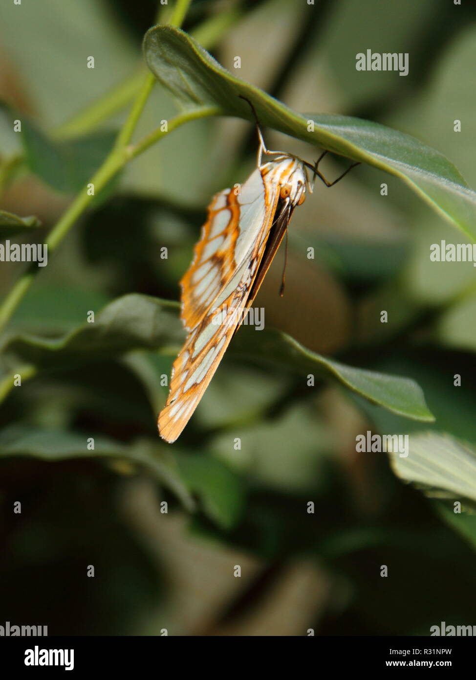 Prachtfalter hi-res stock photography and images - Alamy