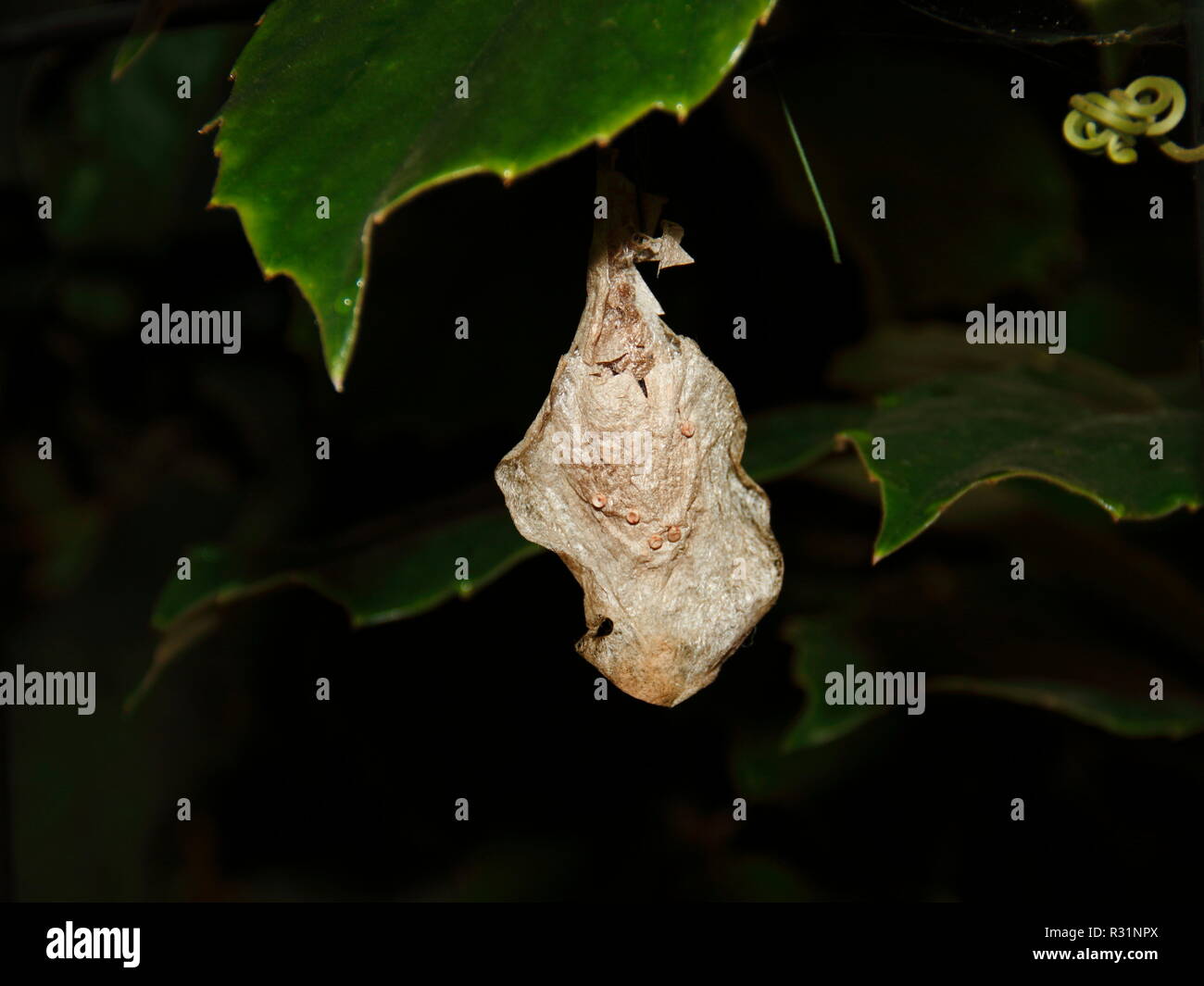 Filigree cocoon hi-res stock photography and images - Alamy