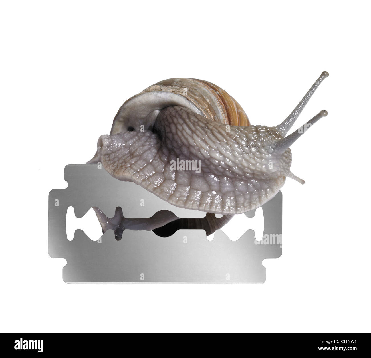 grapevine snail and razor blade Stock Photo - Alamy