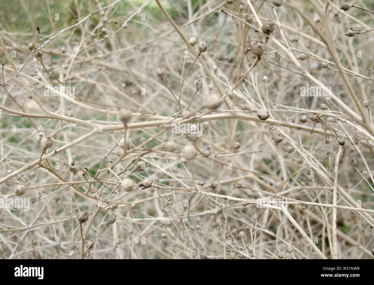 sere plant detail Stock Photo - Alamy