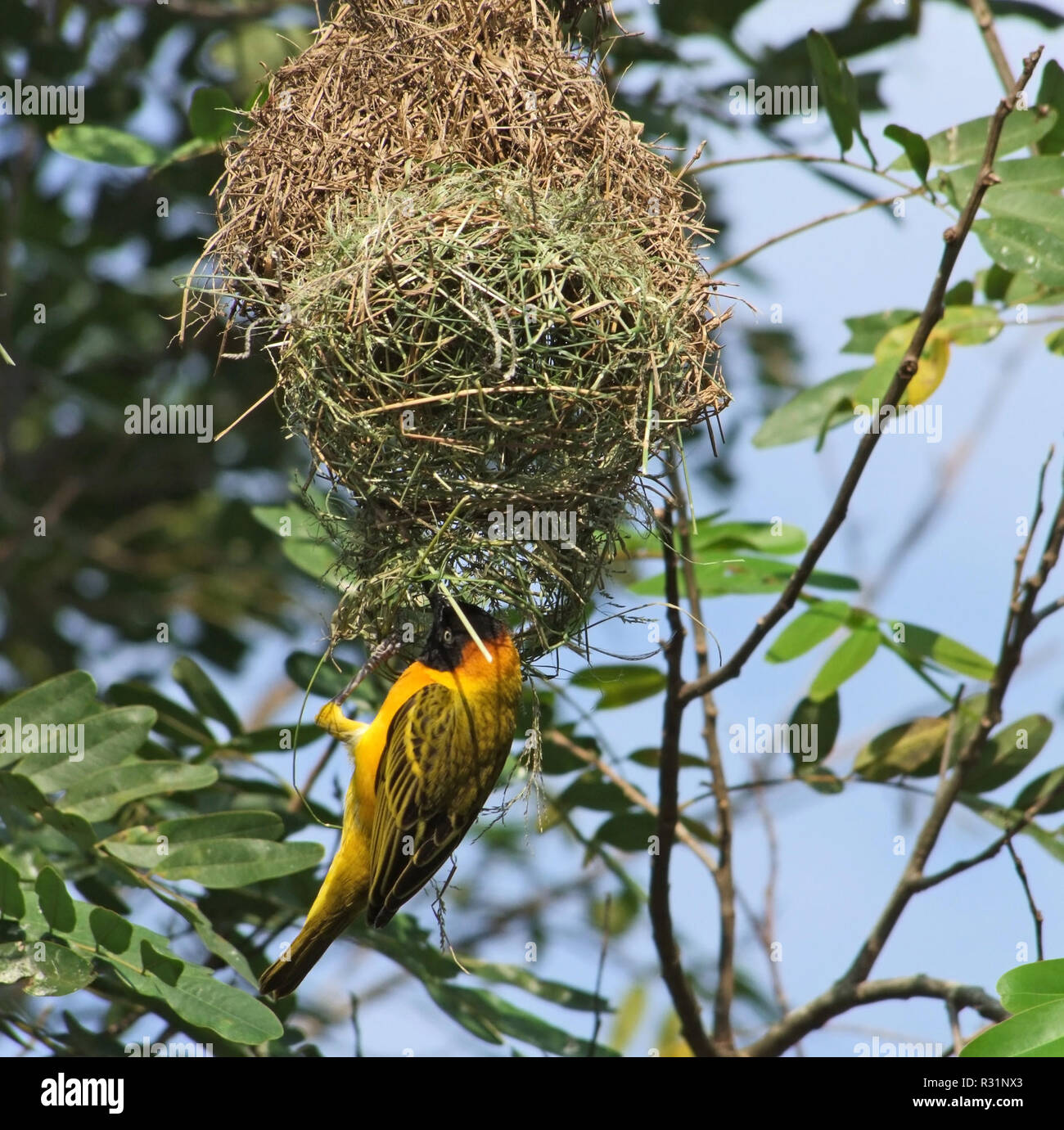 weaver bird and nest in africa Stock Photo - Alamy