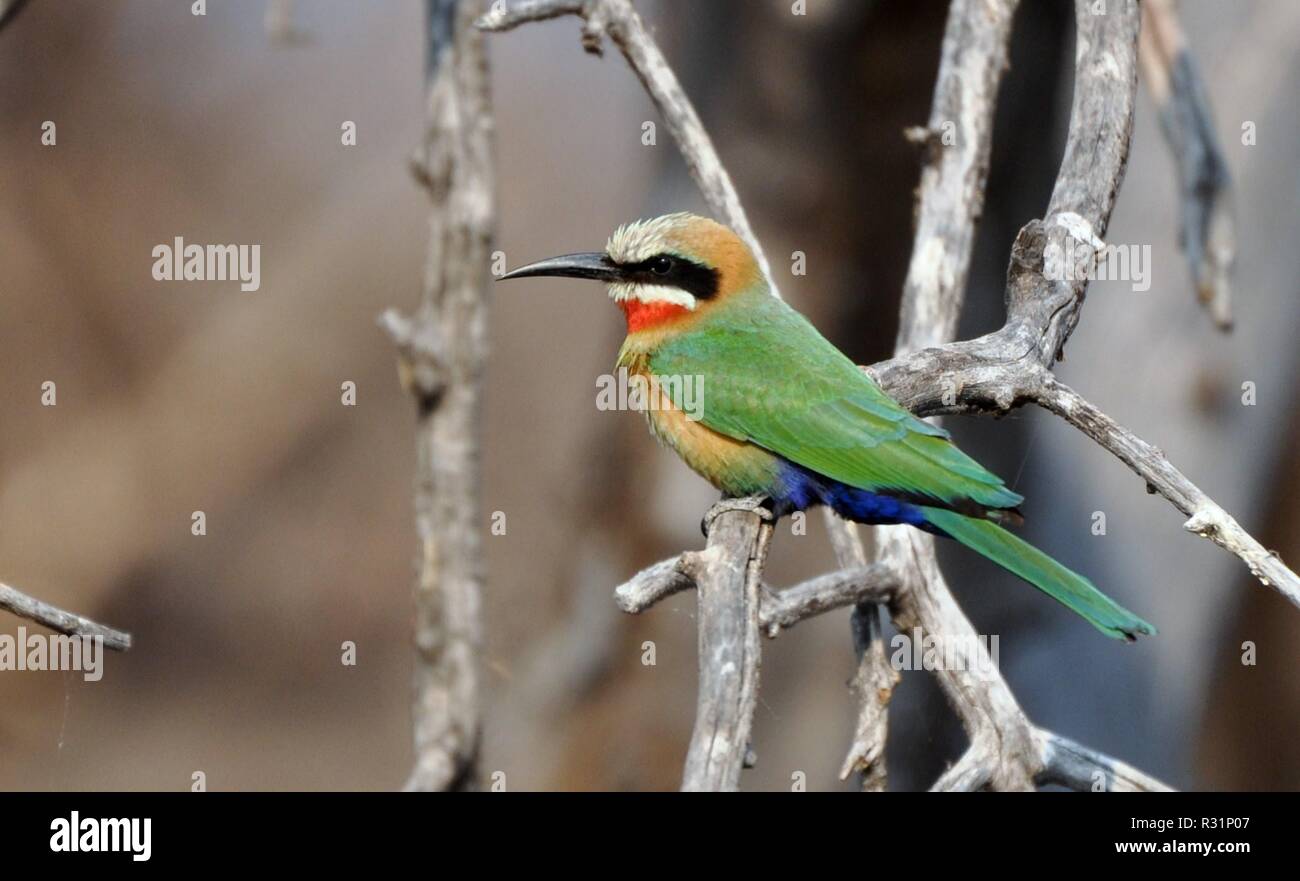birds of africa - bee-eater Stock Photo - Alamy