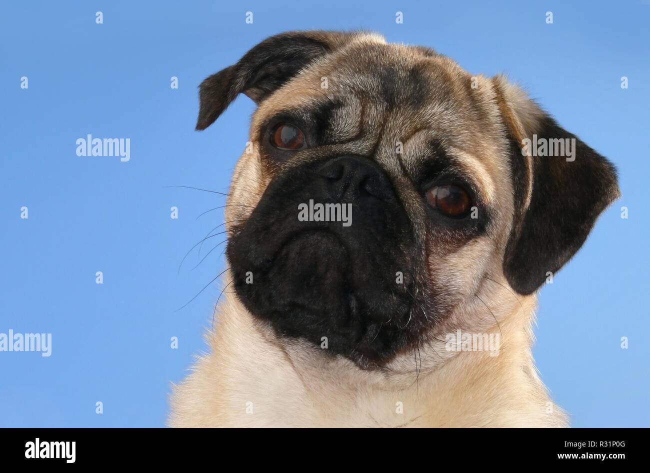 Mopsgesicht hi-res stock photography and images - Alamy