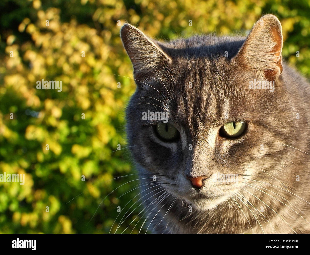 Gray tomcat hi-res stock photography and images - Alamy