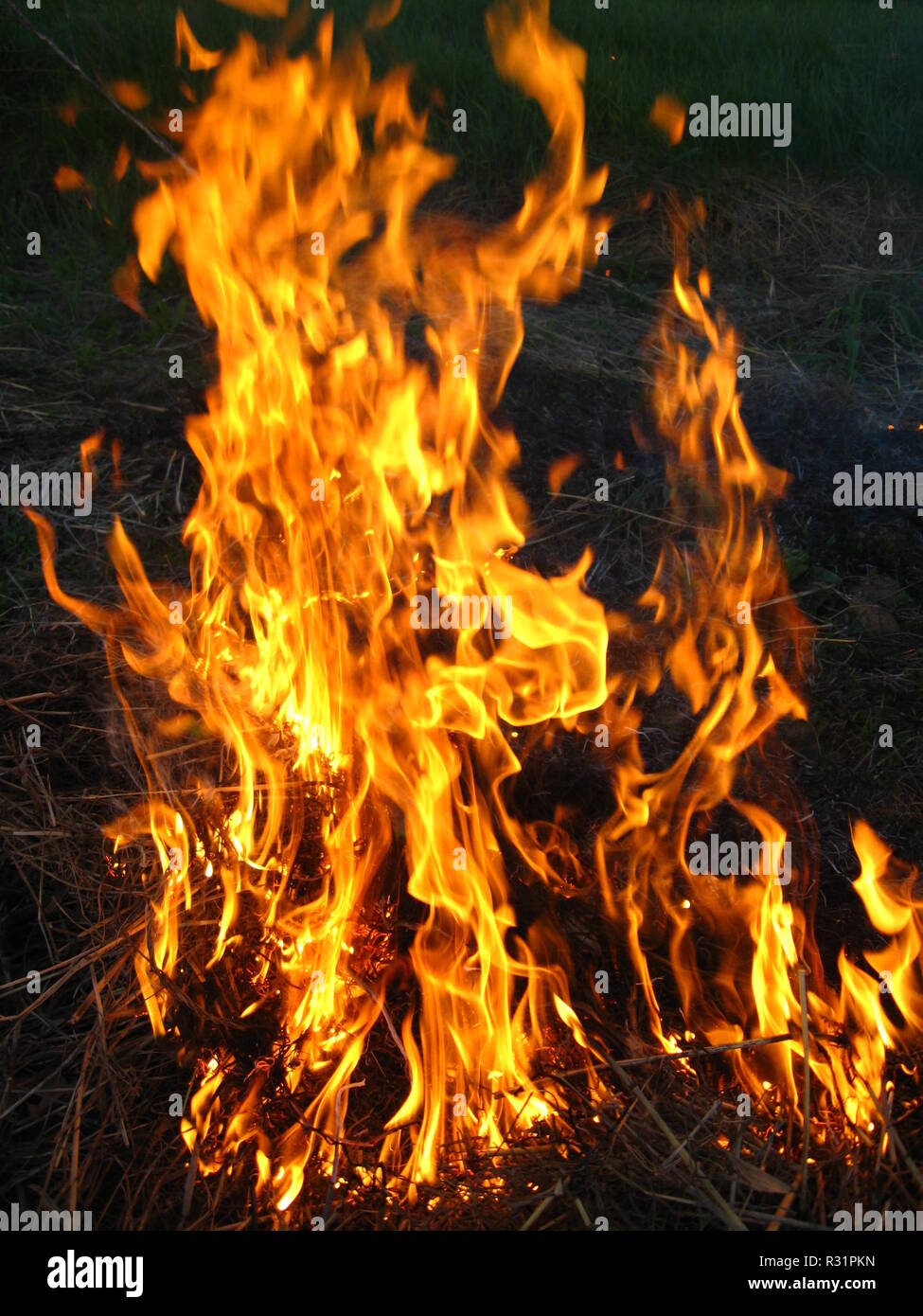Spangle grass hi-res stock photography and images - Alamy