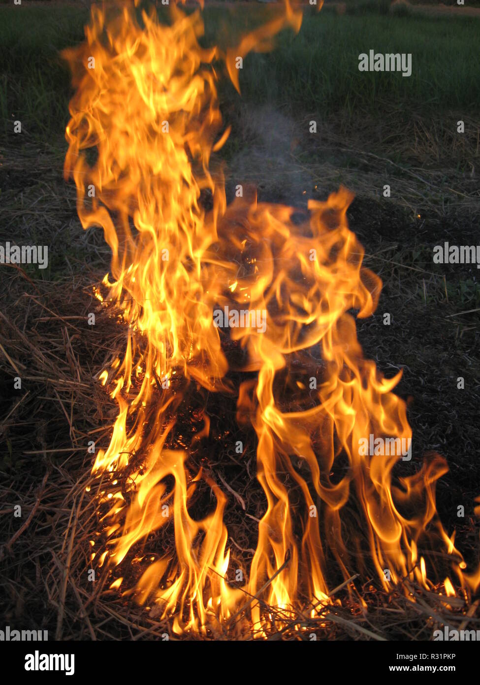 Spangle Grass High Resolution Stock Photography and Images - Alamy